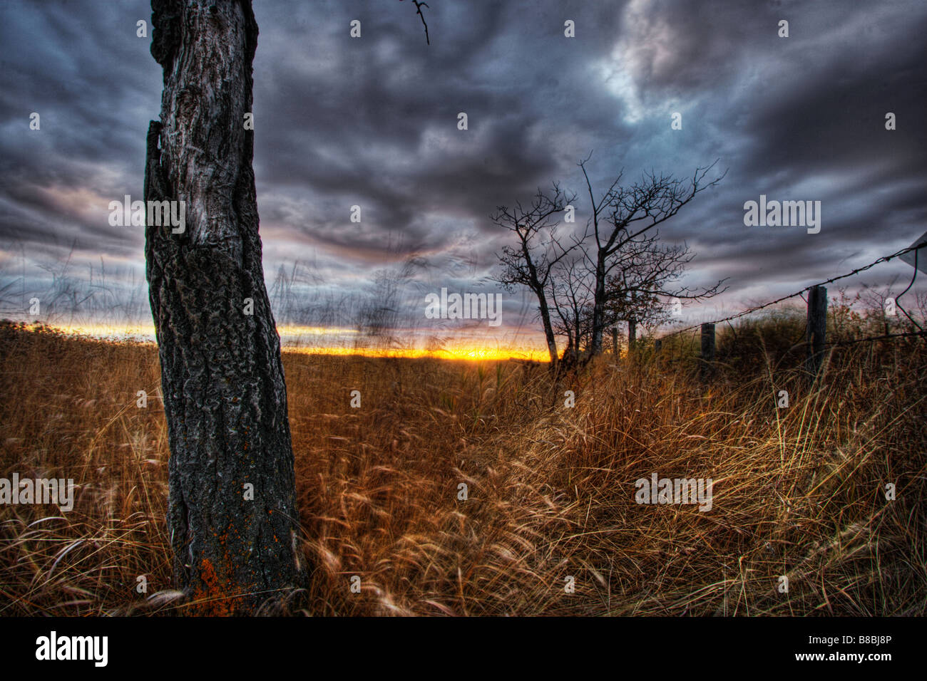 Prairie Grasses Dead Trees Fall Storm, rural Alberta Stock Photo - Alamy