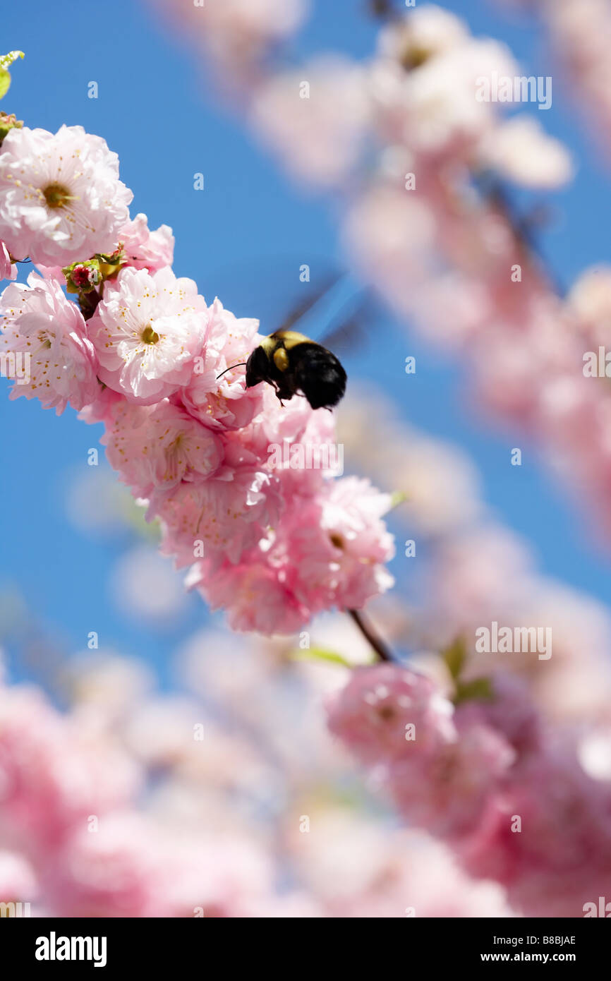 A Bee Flying around Tree Blossoms Spring Stock Photo - Alamy