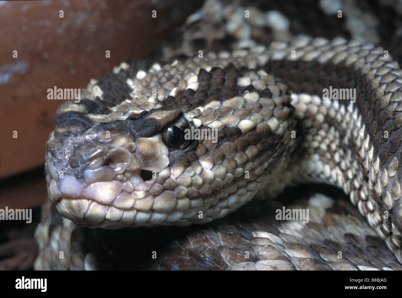 South American Rattle Snake "Cascavel" Crotalus durissus, Brazil Stock ...