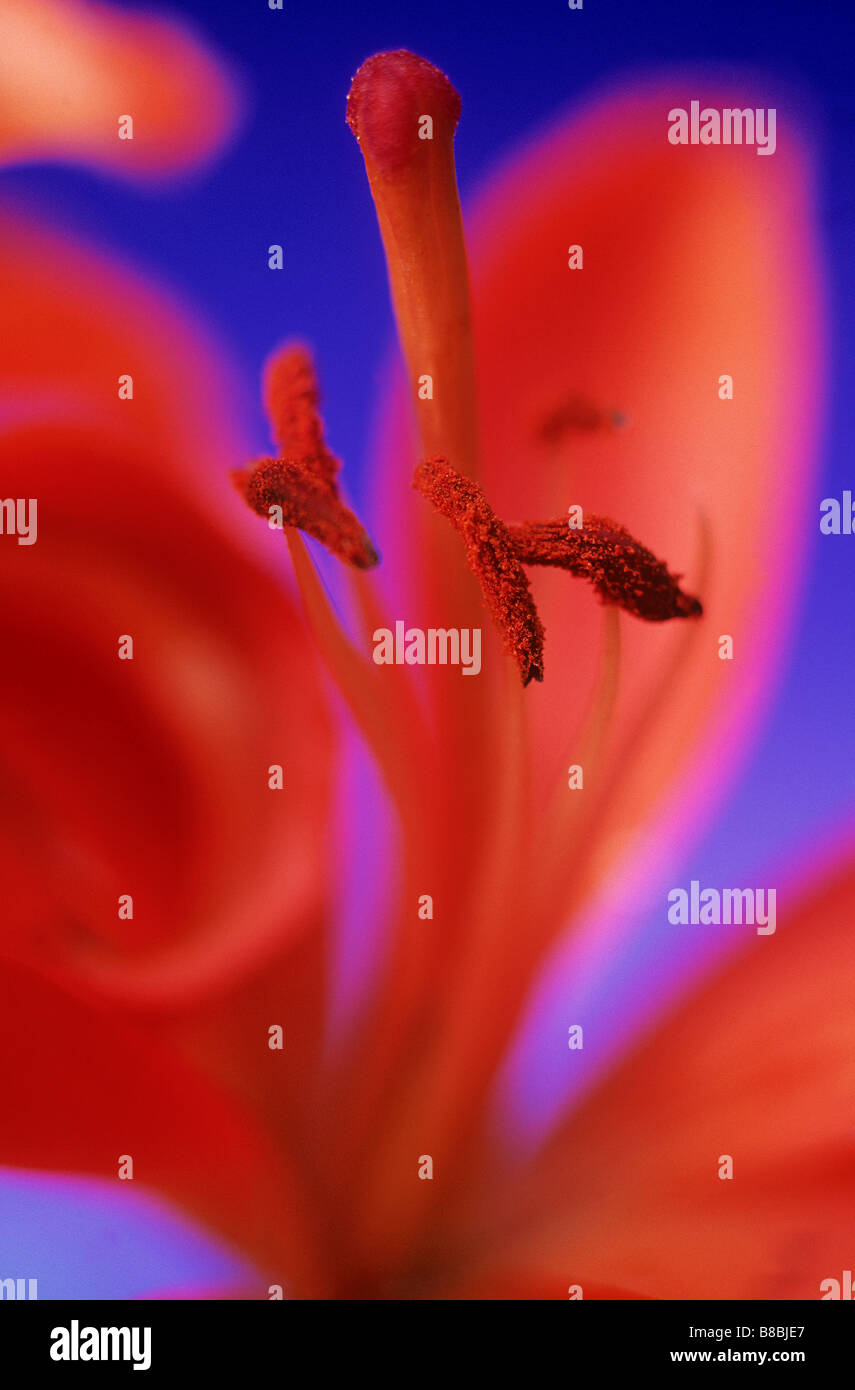 Close-up Red Asiatic Lily Stock Photo - Alamy