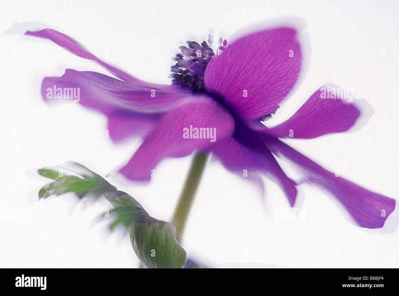 Purple Poppy, Multiple Exposures Stock Photo - Alamy