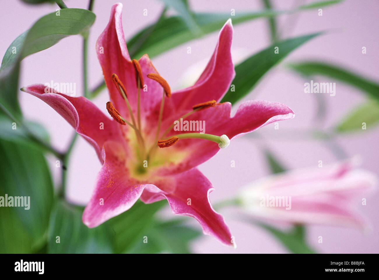 Stylized lily hi-res stock photography and images - Alamy