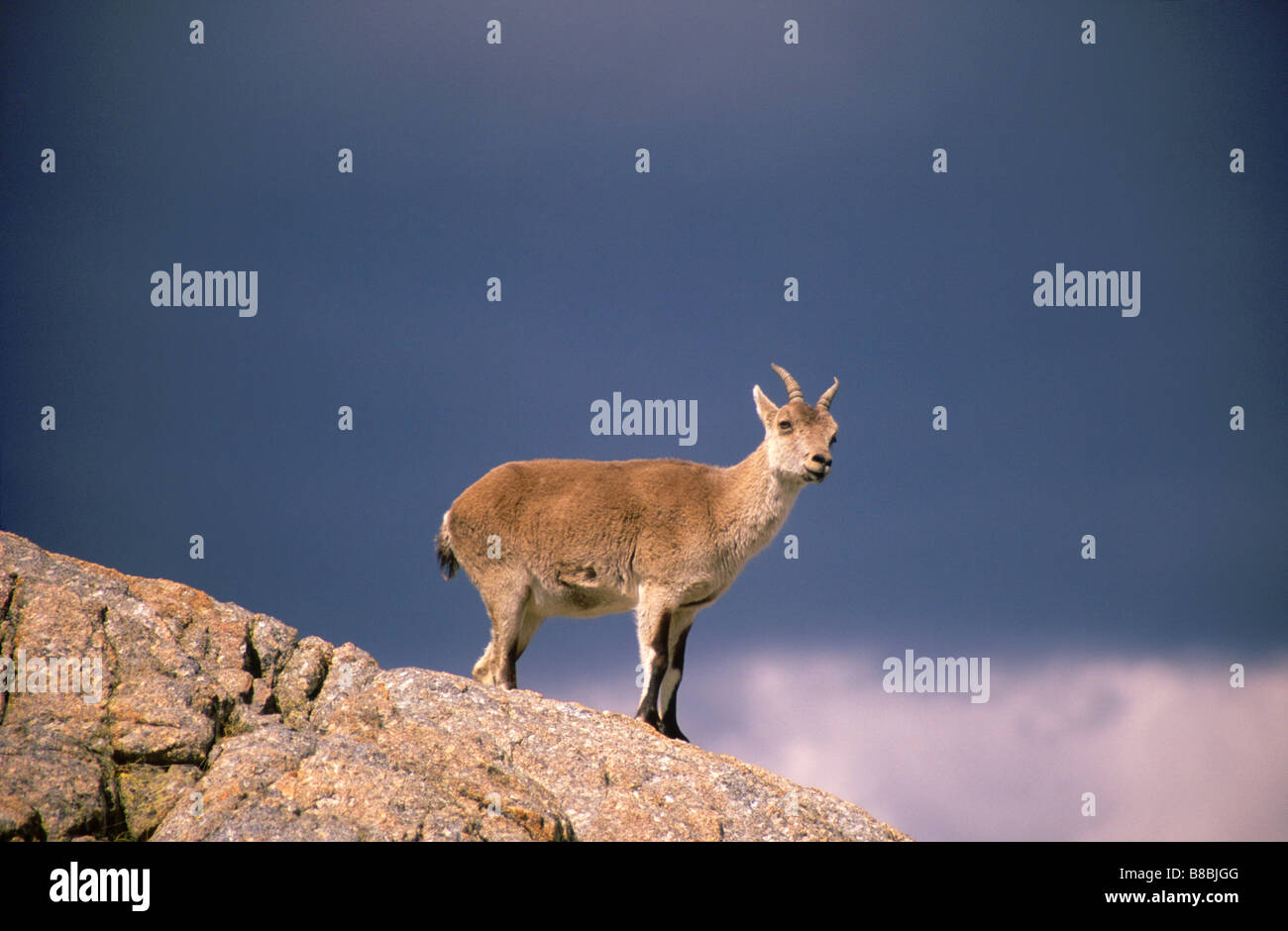 Spanish ibex (Capra pyrenaica Stock Photo - Alamy