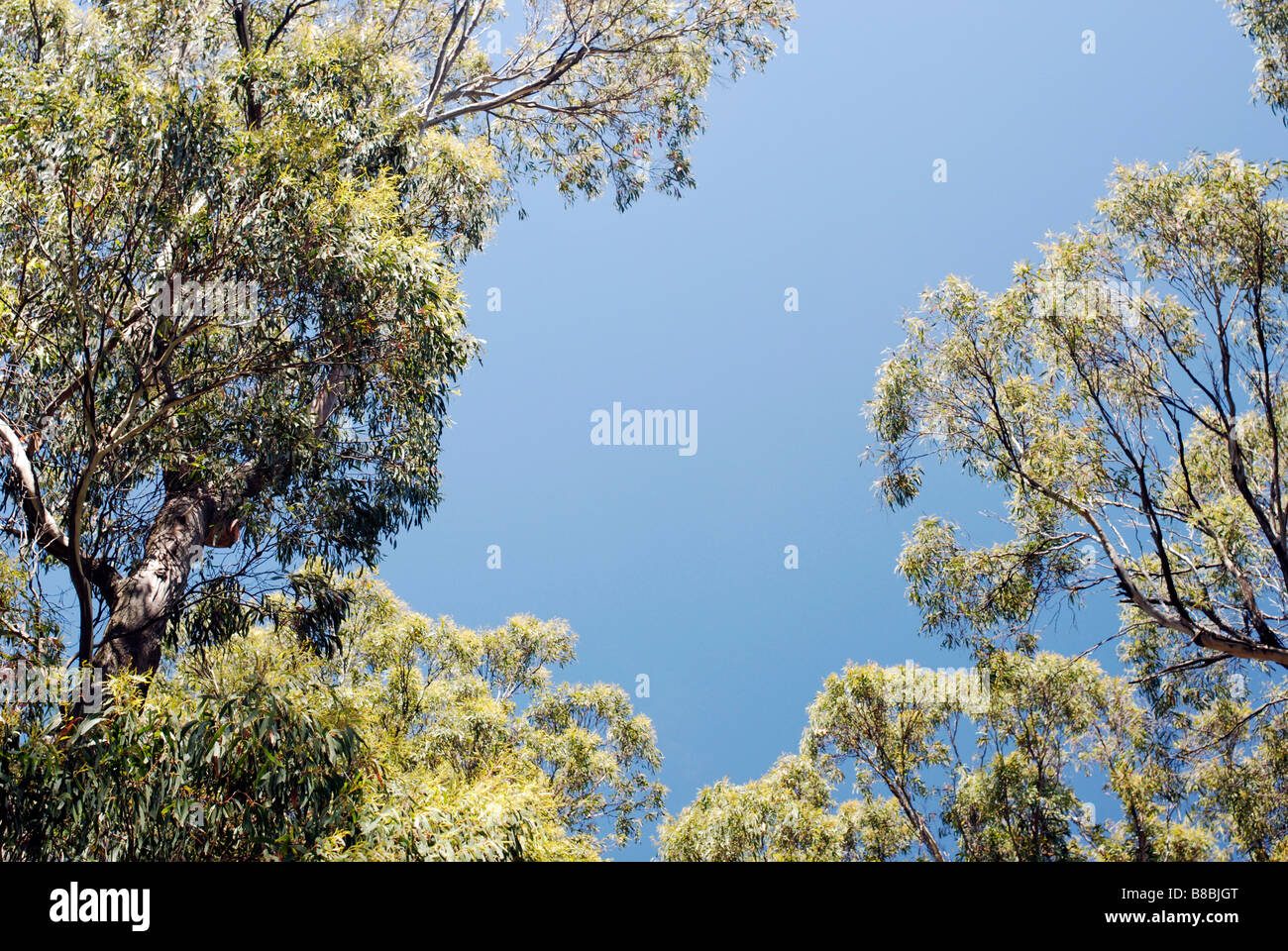 Australian Gumtree Stock Photo Alamy