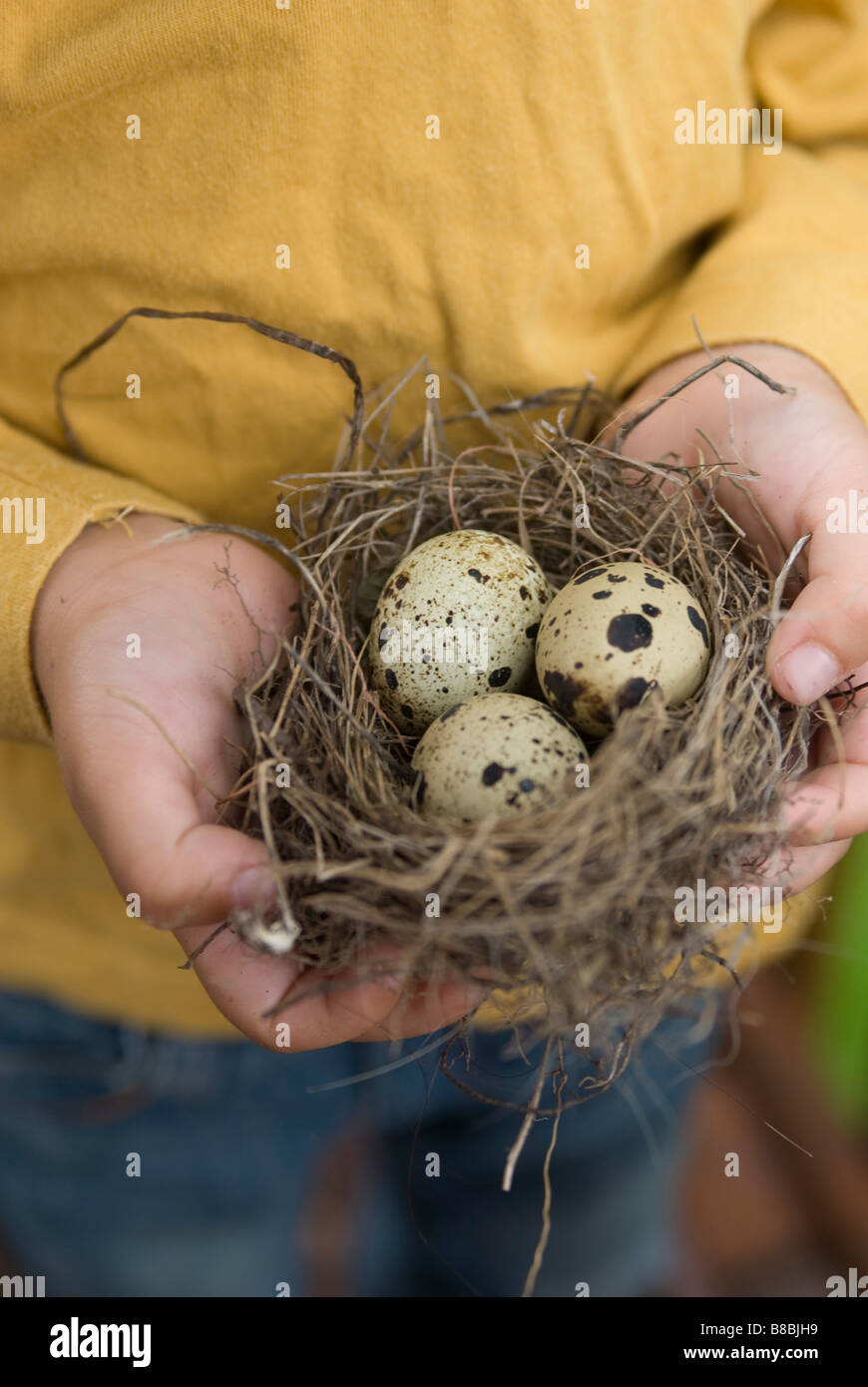 Little Boy Holding Quail Eggs Nest Stock Photo - Alamy