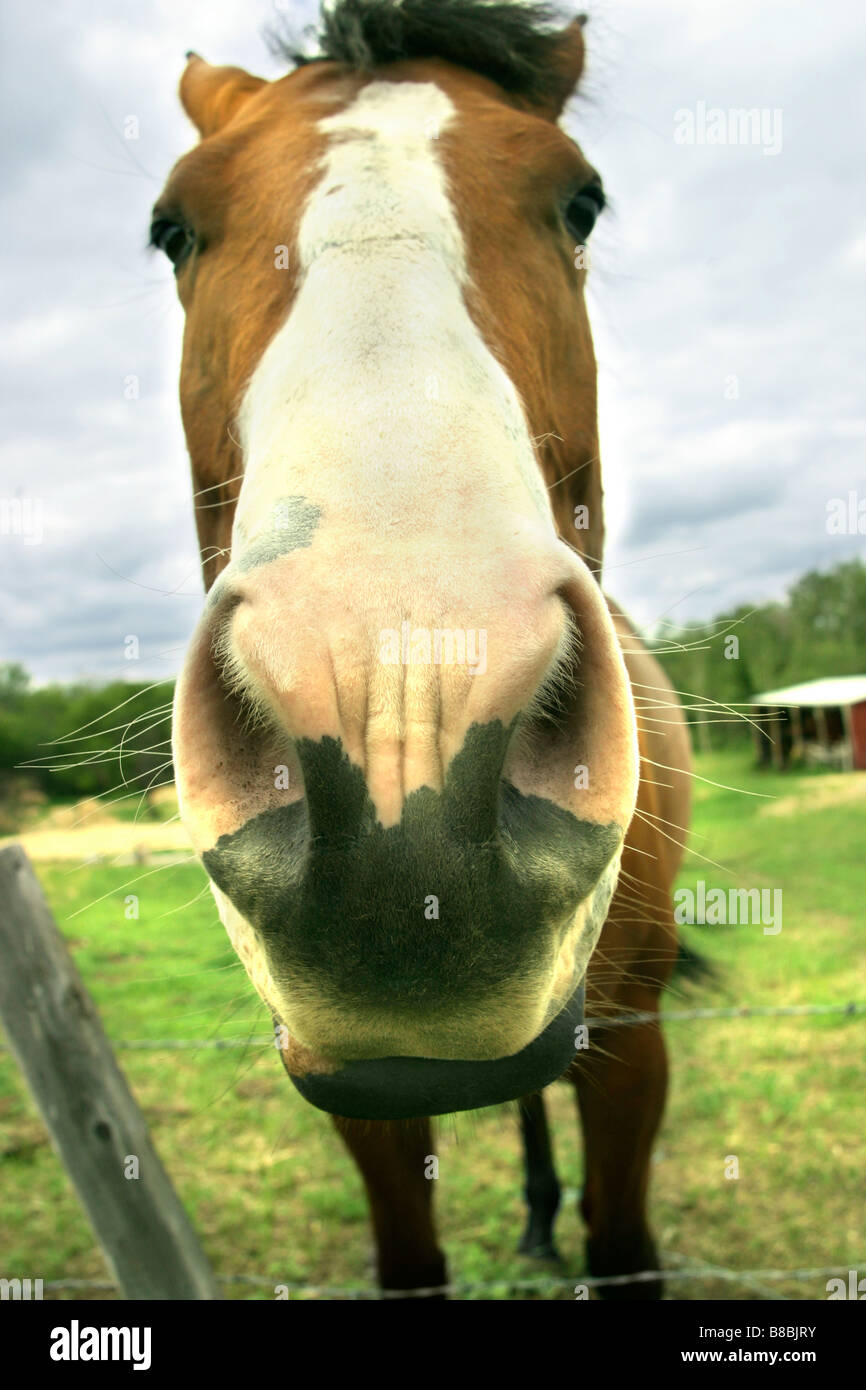 Close-Up Horse Stock Photo - Alamy