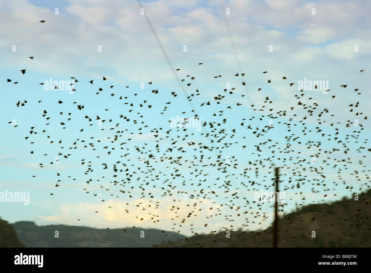 Flock Birds Flying Stock Photo - Alamy