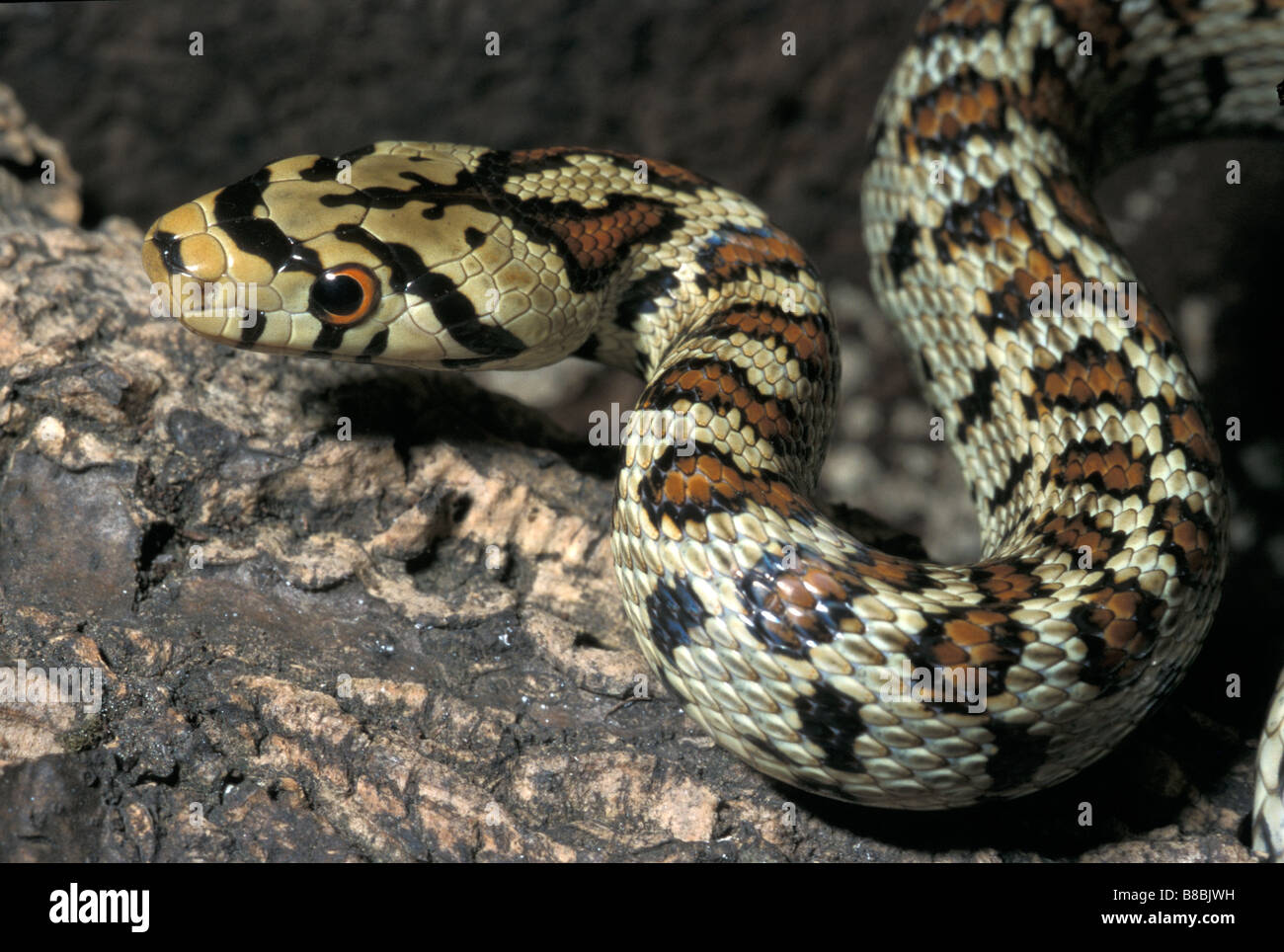 Leopard snake Elaphe situla punctata, Colubridae, Italy Stock Photo - Alamy