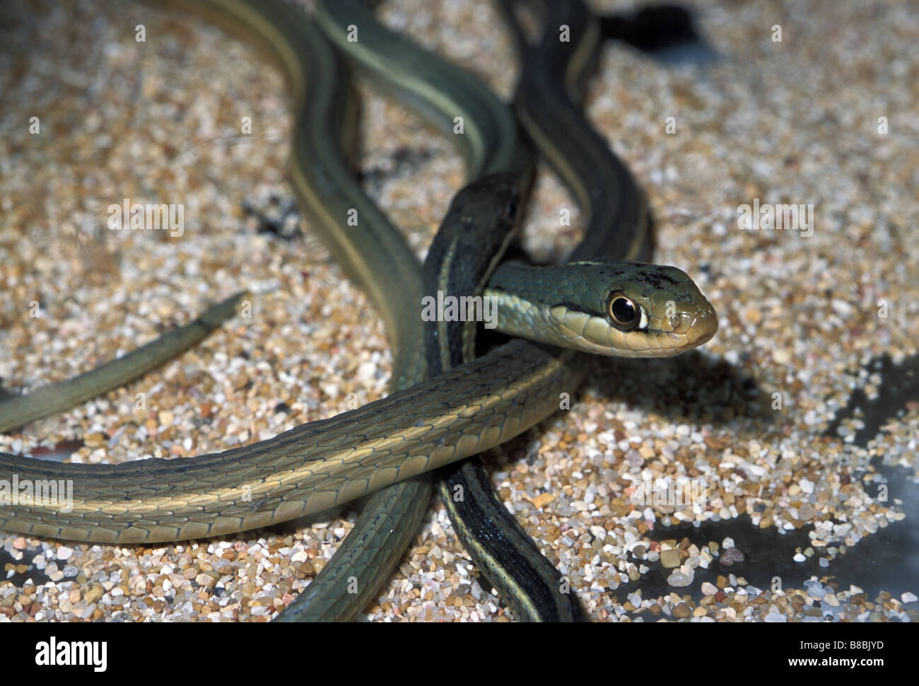 Garder snakes hi-res stock photography and images - Alamy