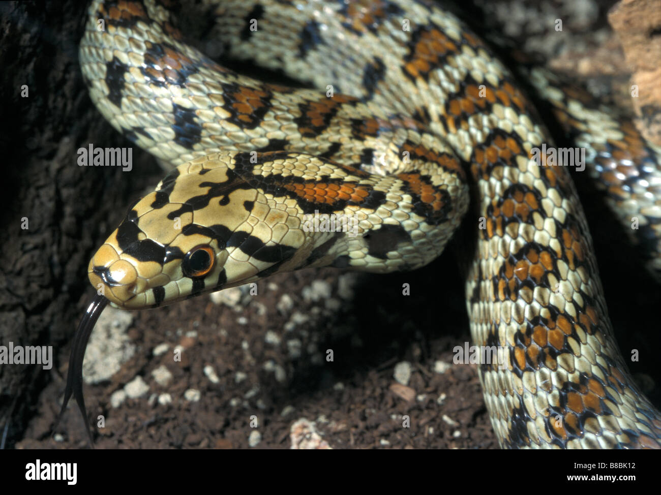 Snake terraria terrarium retiles reptile horizontal roberto nistri hi ...