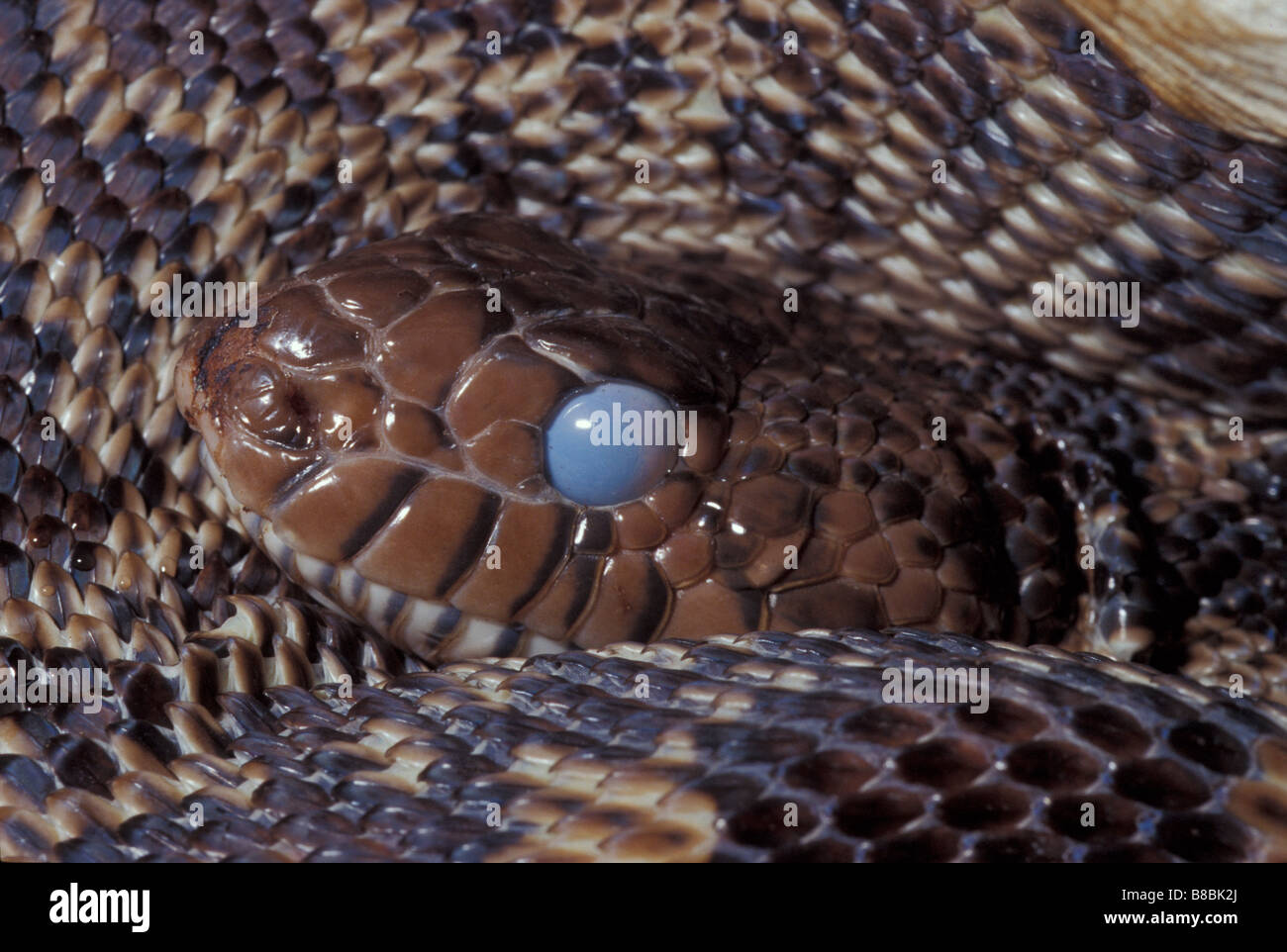 California gopher snake Pituophis melanoleucus sloughing, Colubridae ...