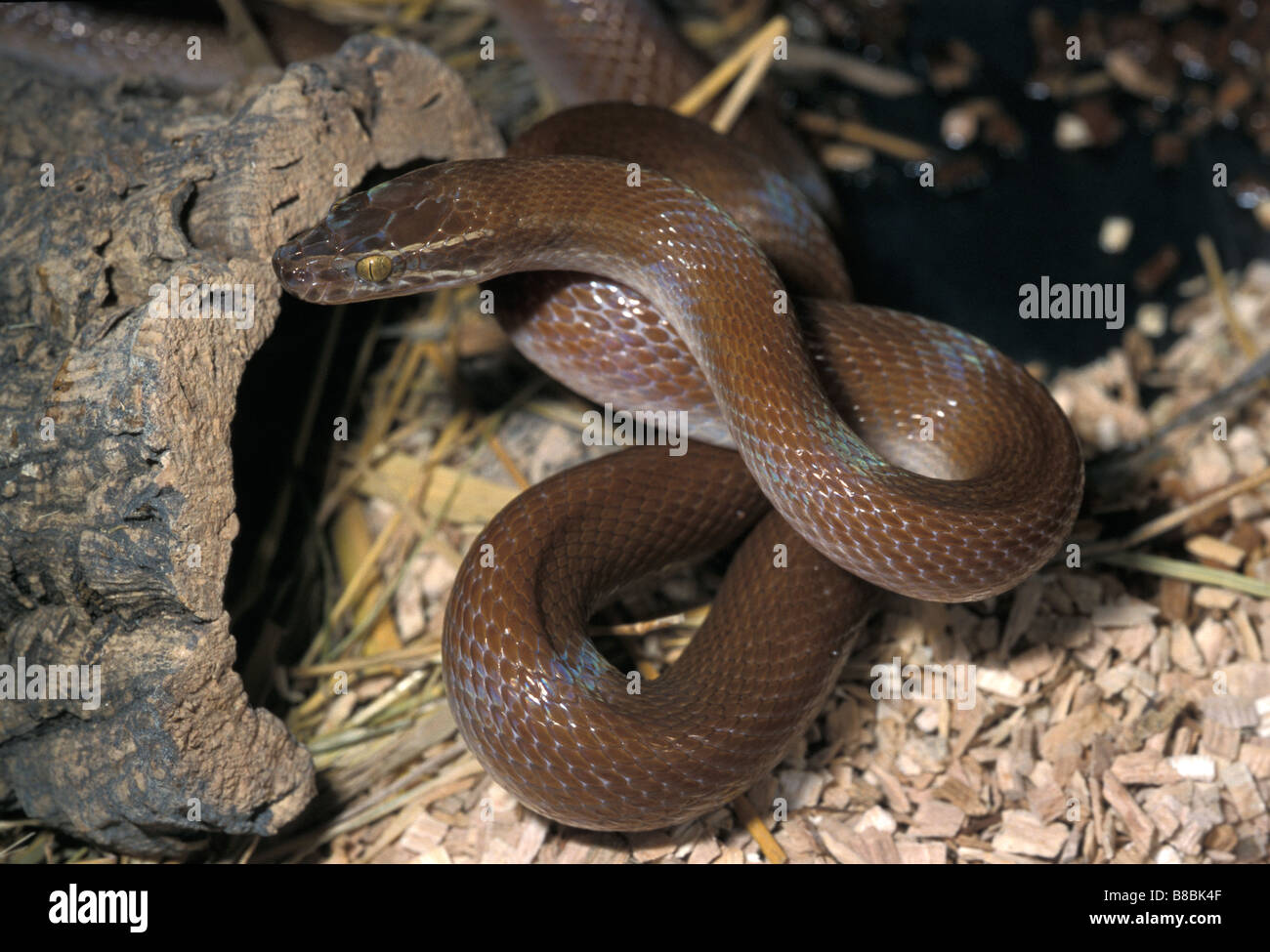 House Snake Boedon (Lamprophis) fuliginosus, Colubridae, Africa Stock ...