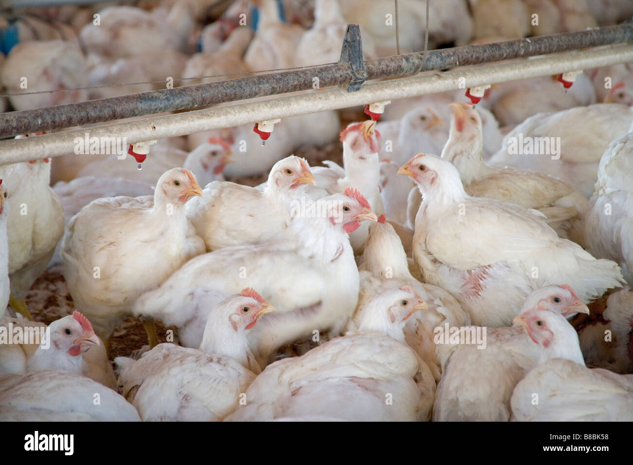 Chickens at poultry ranch Stock Photo - Alamy
