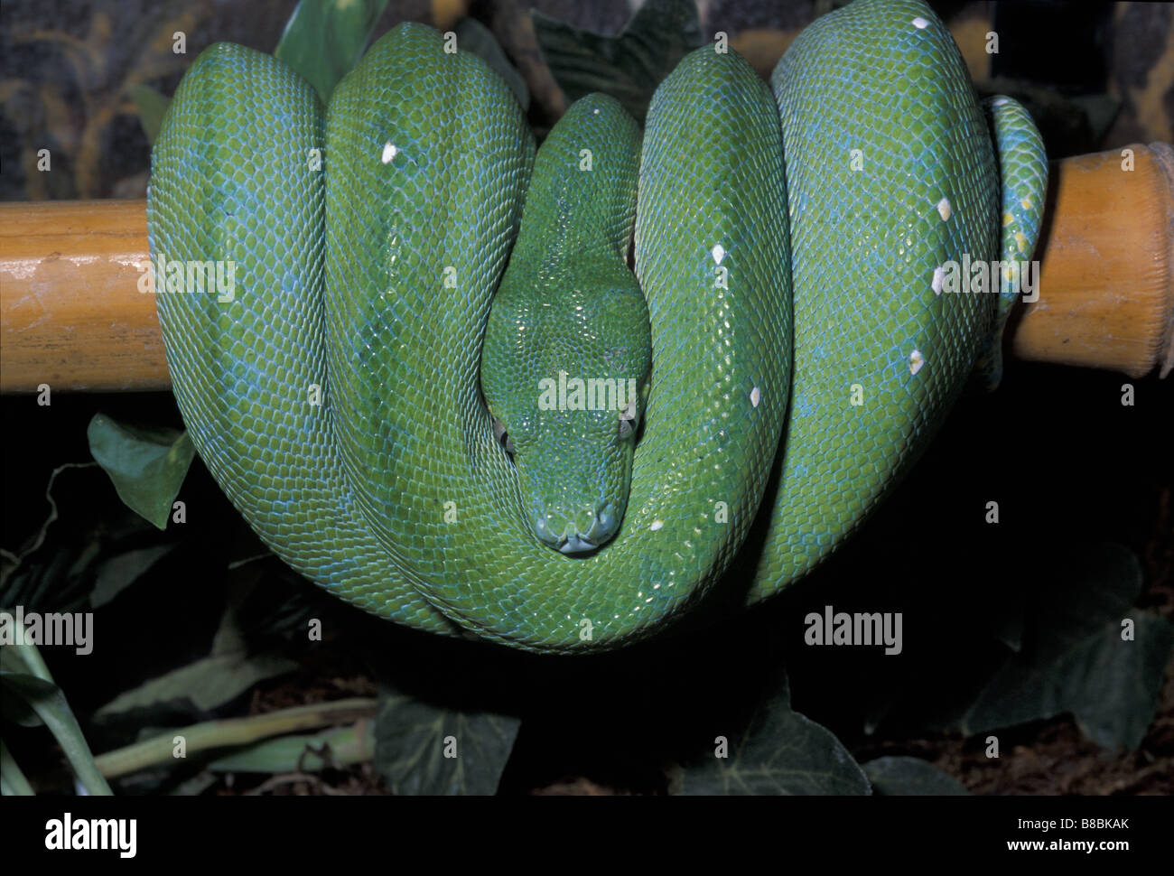 Terraria terrarium horizontal roberto nistri hi-res stock photography ...