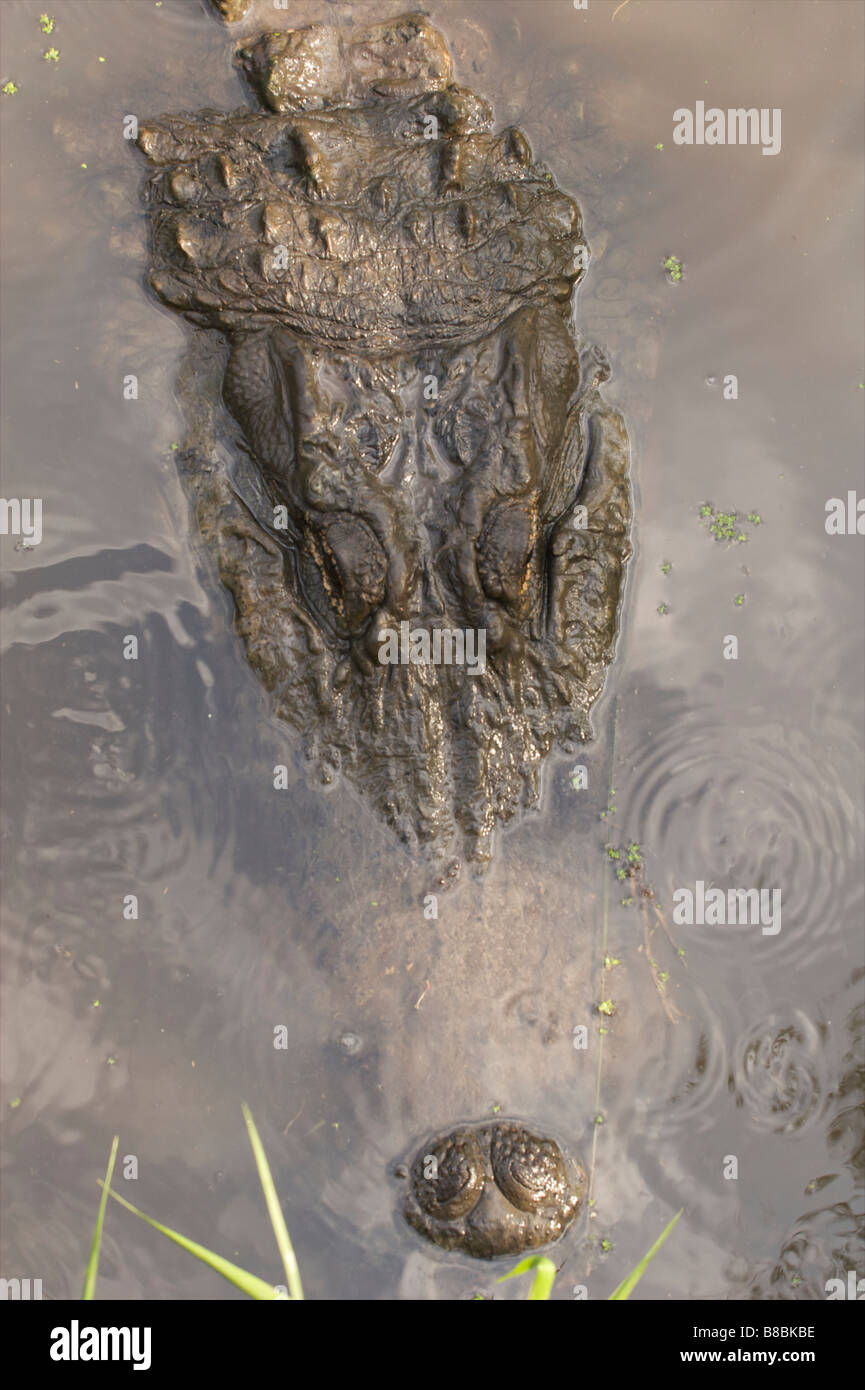alligator in swamp water Stock Photo - Alamy