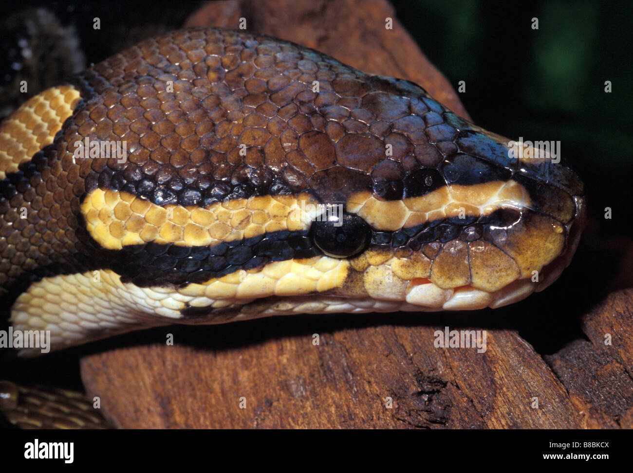 Royal python o Ball Python Python regius, Africa, Boidae Stock Photo ...