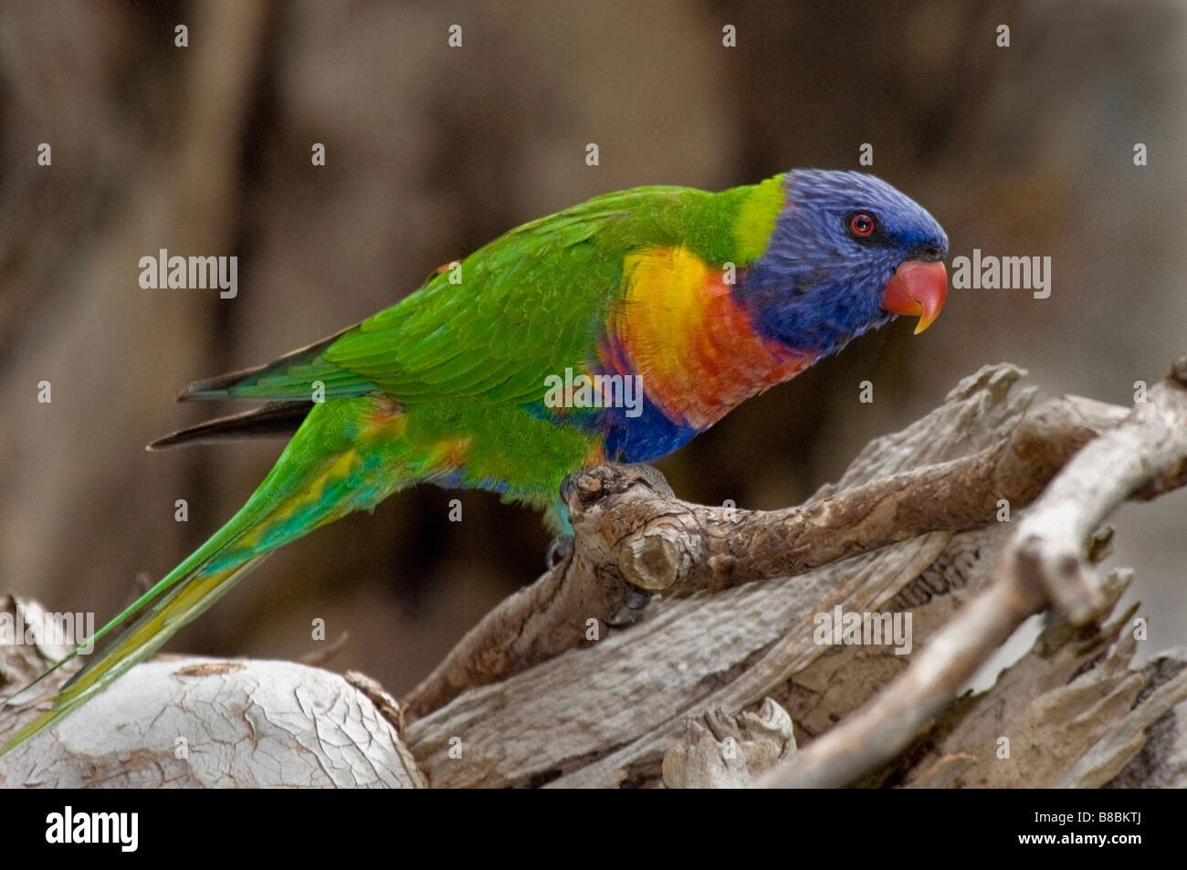 Rainbow Lorikeet 'Trichoglossus haematodus' male Stock Photo - Alamy
