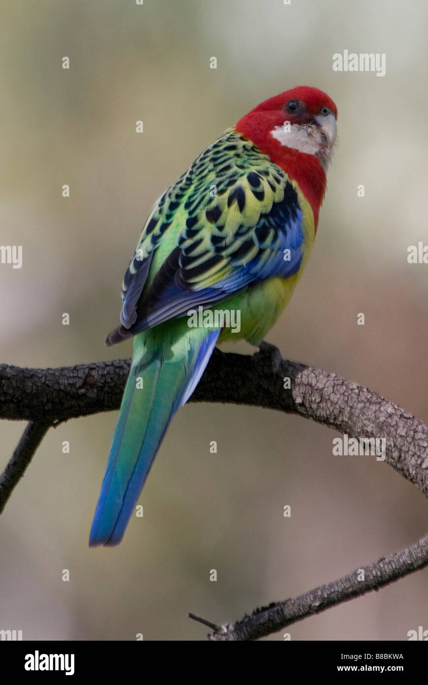 Eastern Rosella High Resolution Stock Photography and Images - Alamy