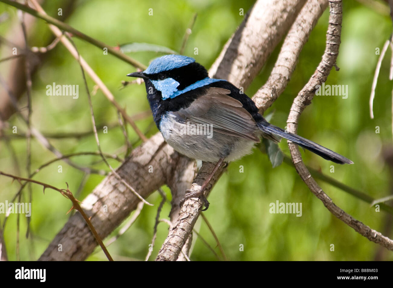 Wrens australian wrens hi-res stock photography and images - Alamy
