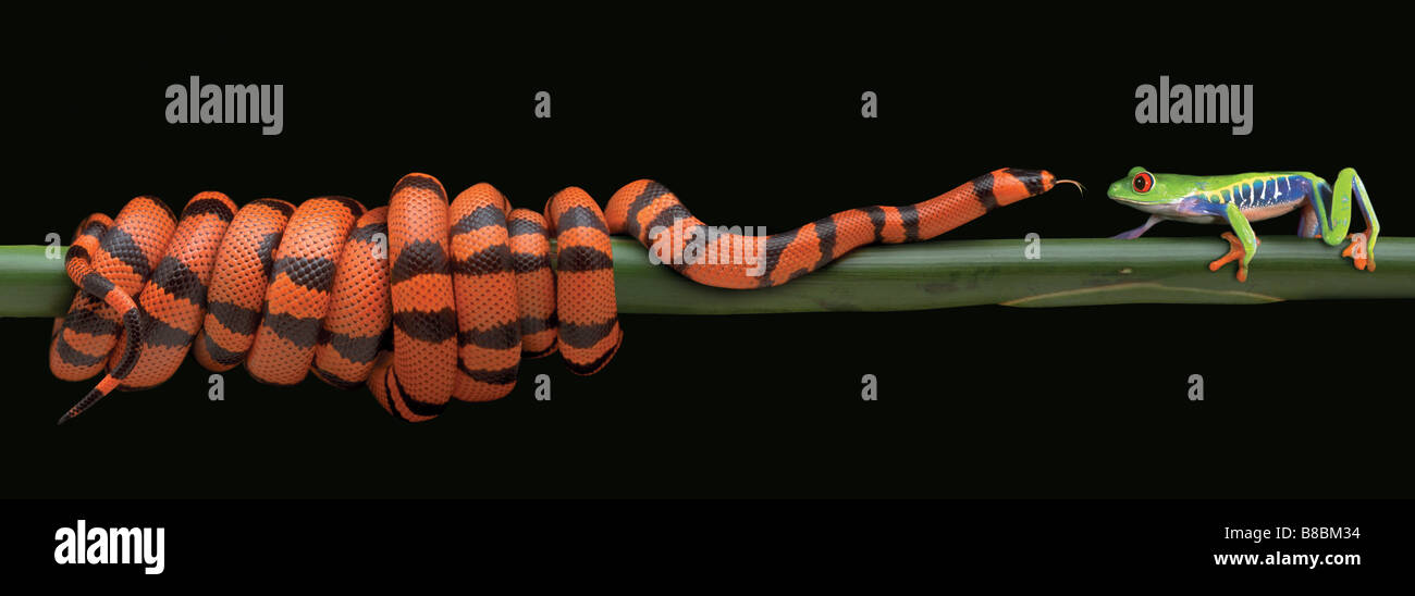 Concepts # FL1107, Kitchin/Hurst; Snake Frog, Face To Face Stock Photo ...