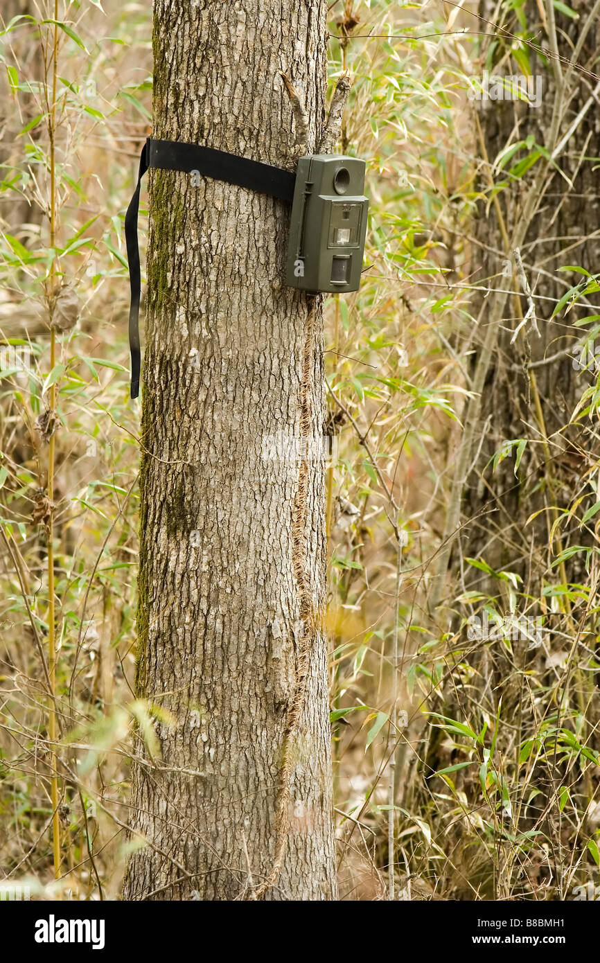 Tree mounted security camera hi-res stock photography and images - Alamy