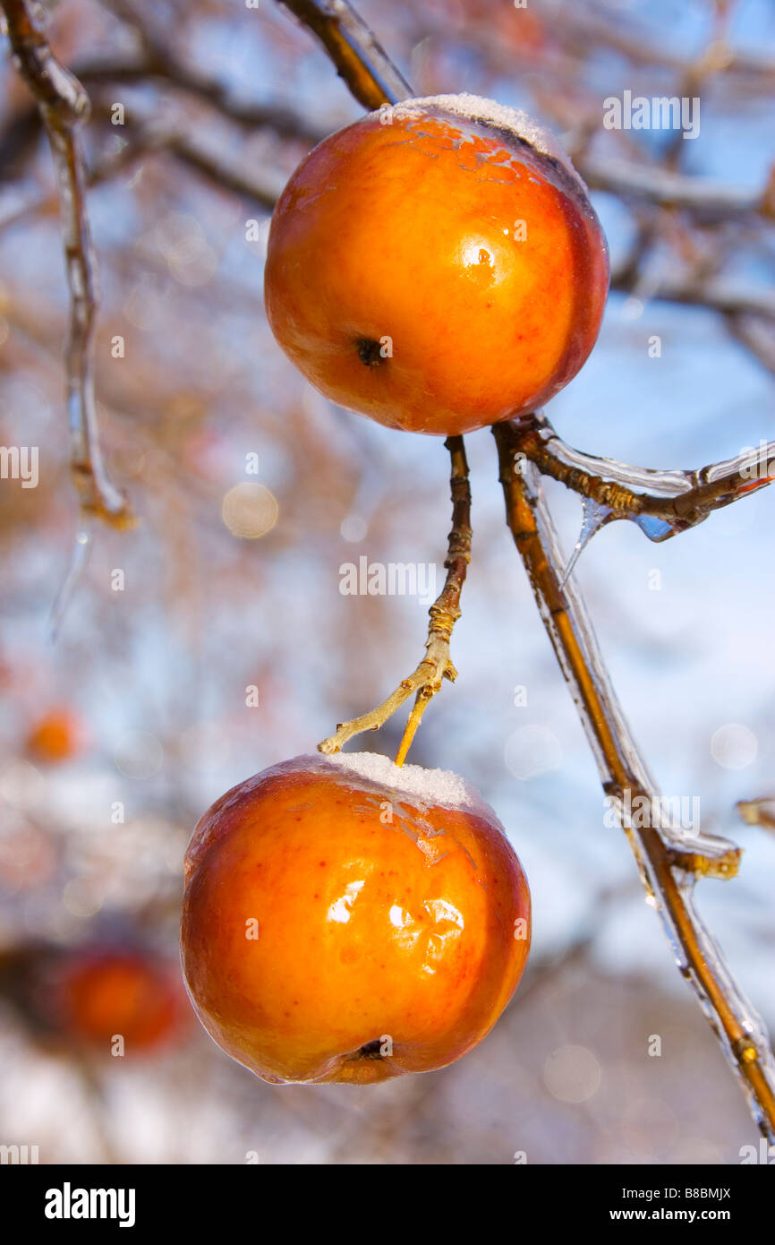 Apples Frozen Tree Stock Photo - Alamy