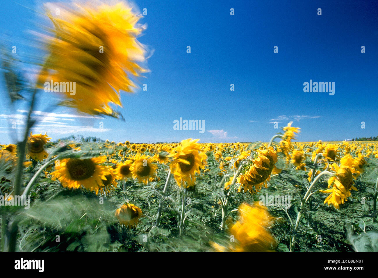 Sunflowers Field, Oak Bluff, Manitoba Stock Photo - Alamy