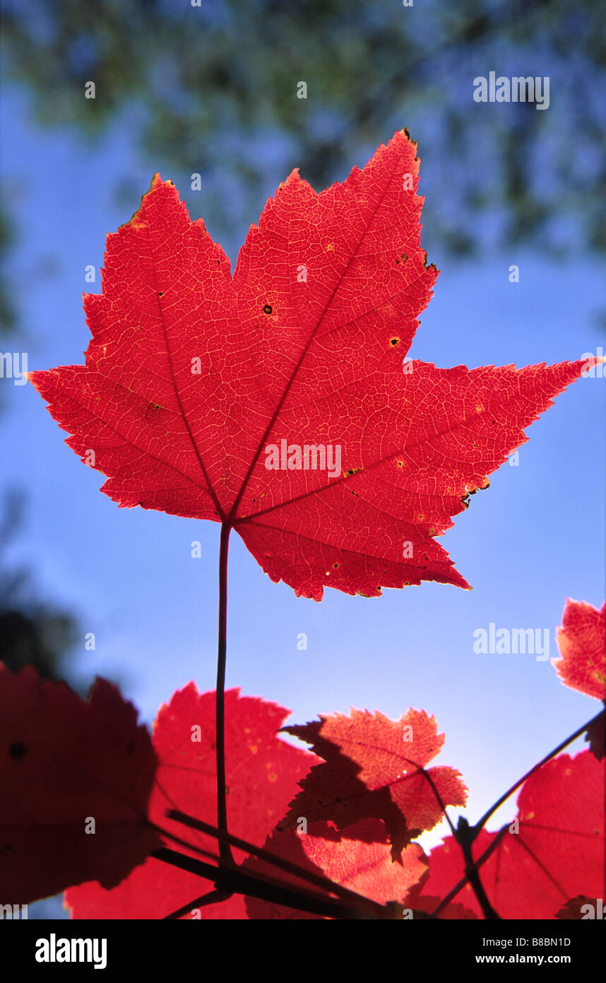 Red Maple Leaf, Algonquin Provincial Park,Ontario Stock Photo - Alamy