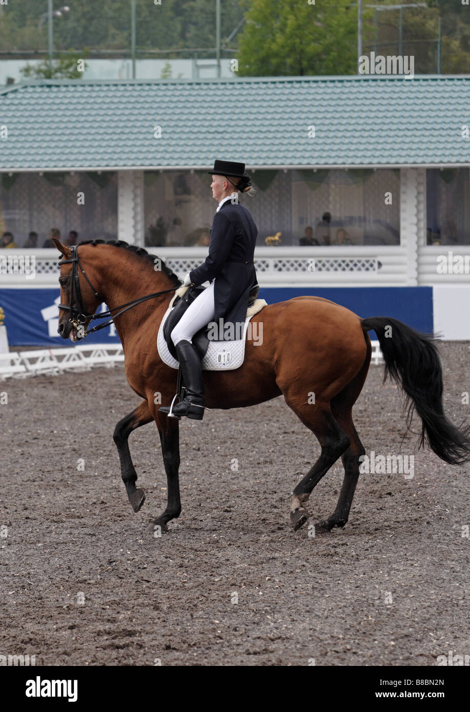 Woman in dressage costume with Warmblood horse Stock Photo - Alamy