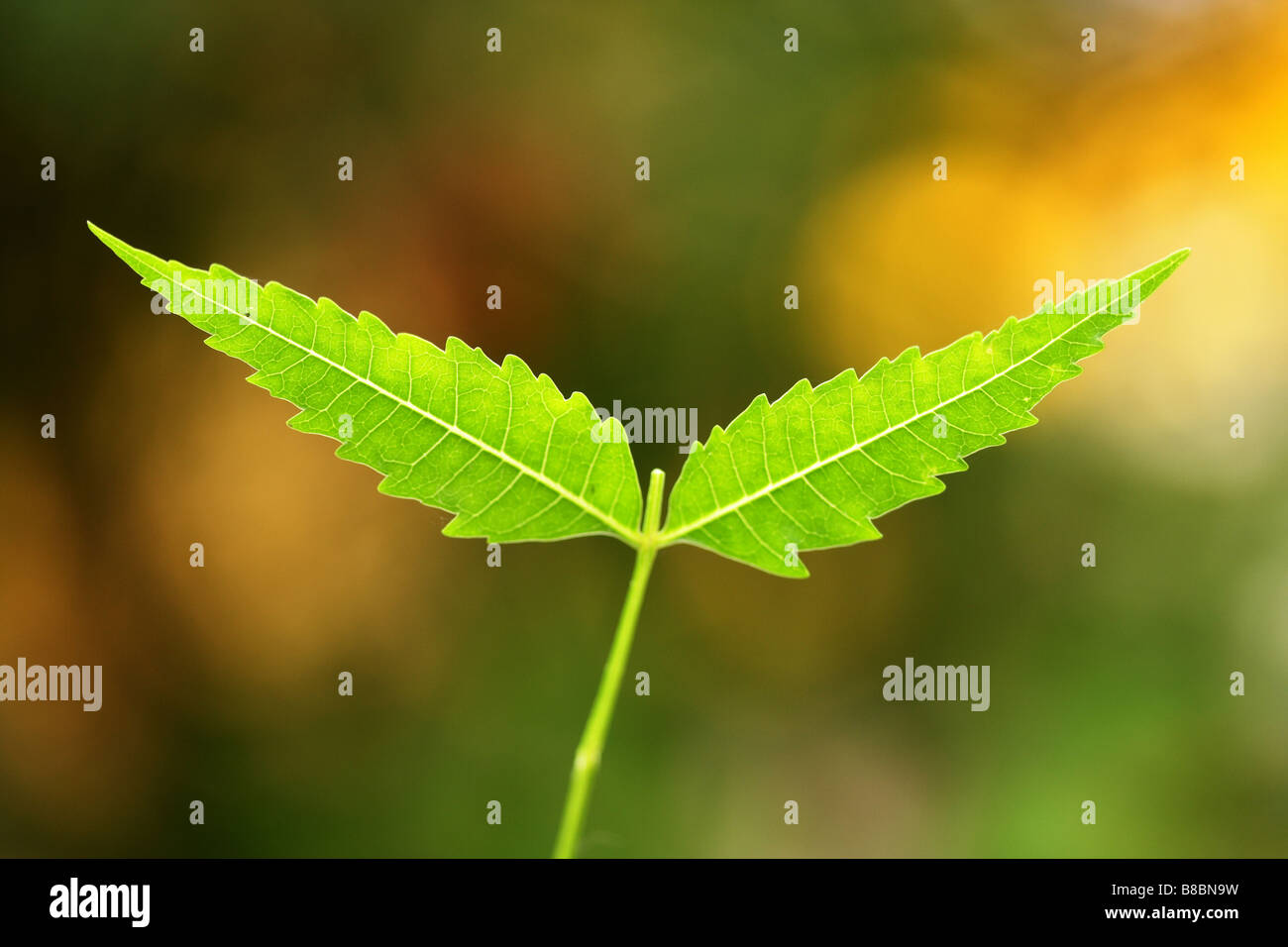 Neem leaves hi-res stock photography and images - Alamy
