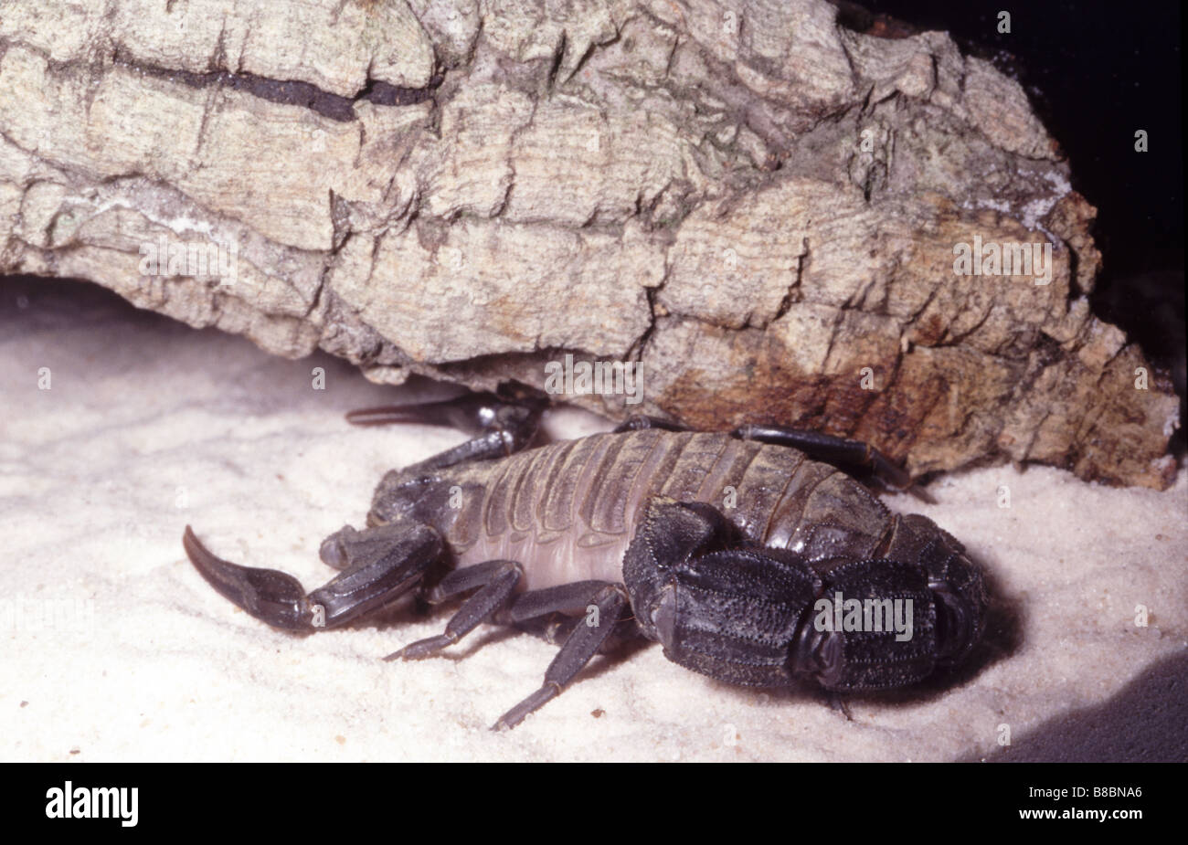 Androctonus australis hi-res stock photography and images - Alamy