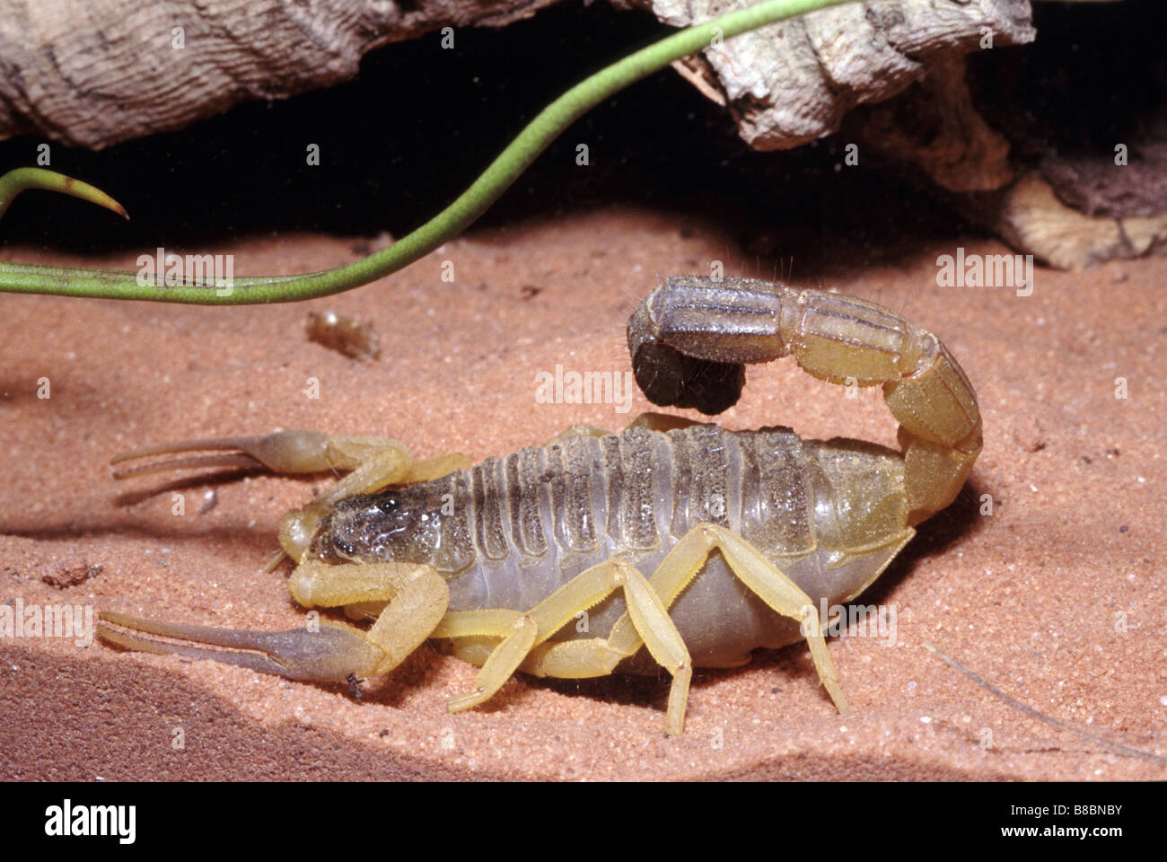 Leiurus Quinquestriatus Deserti