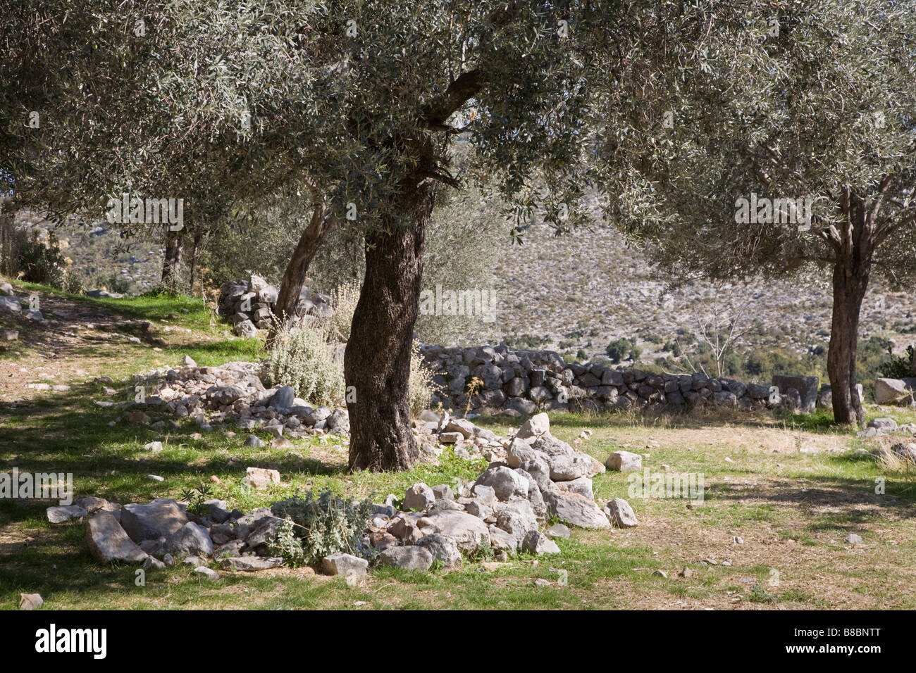 A Turkish olive grove near Fethiye in Turkey Stock Photo - Alamy