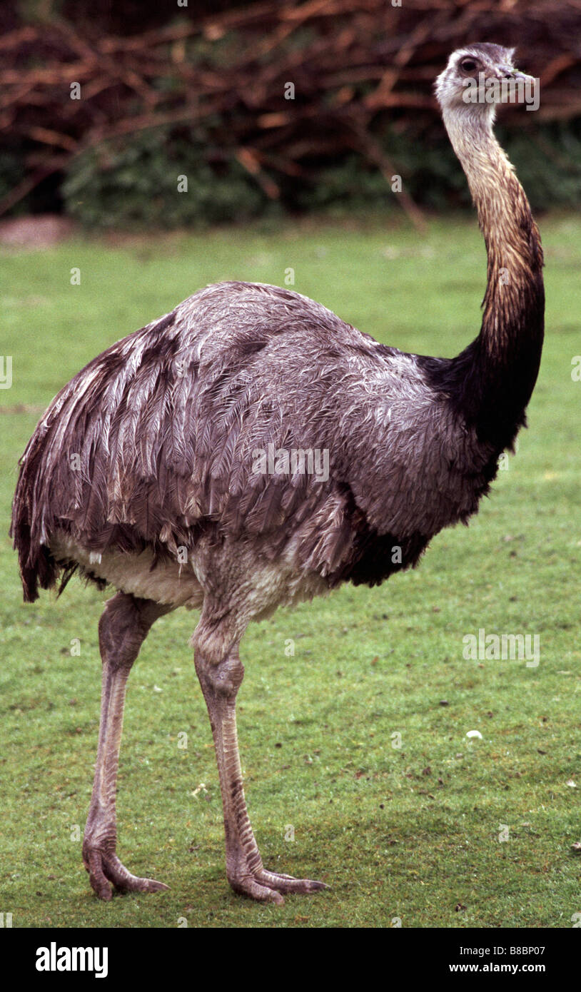 Rhea americana, Greater rhea Stock Photo - Alamy