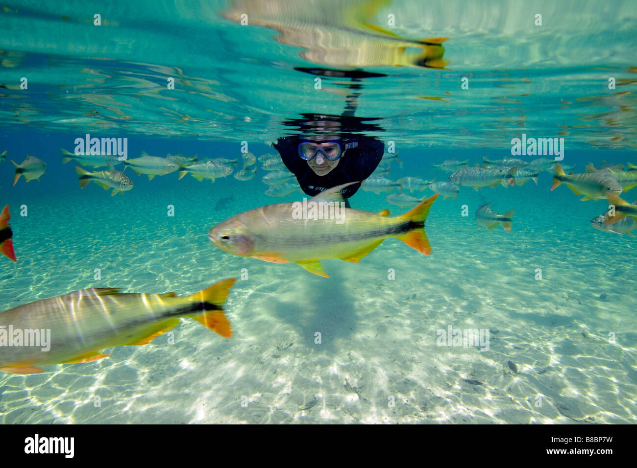 Characin or piraputangas, Brycon hilarii, Balneario Municipal, Bonito ...