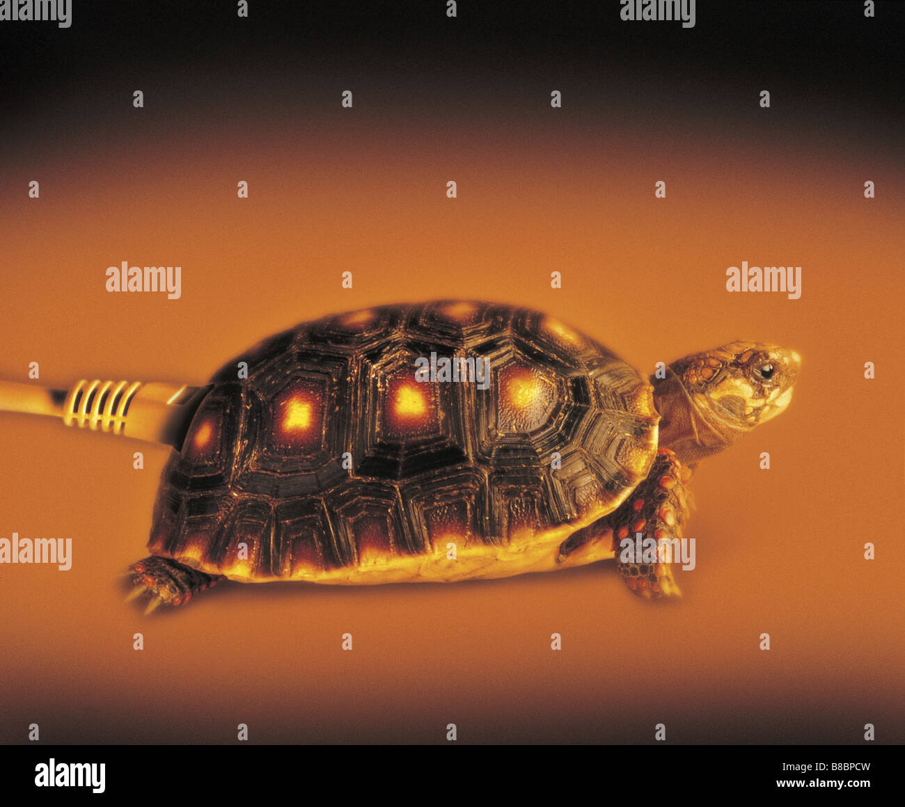 FL4282, Jim Tinios; Illuminated Turtle Electrical Cord Plugged into ...