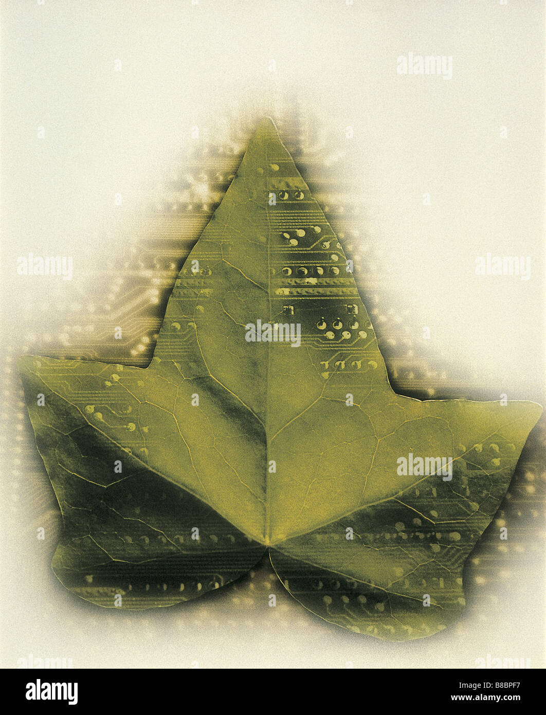 FL4311, Jim Tinios; Leaf Circuitboard Montage Stock Photo - Alamy