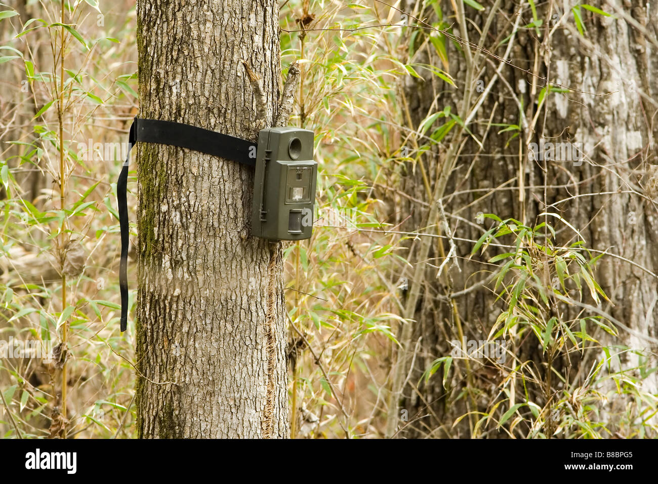 Tree mounted security camera hi-res stock photography and images - Alamy