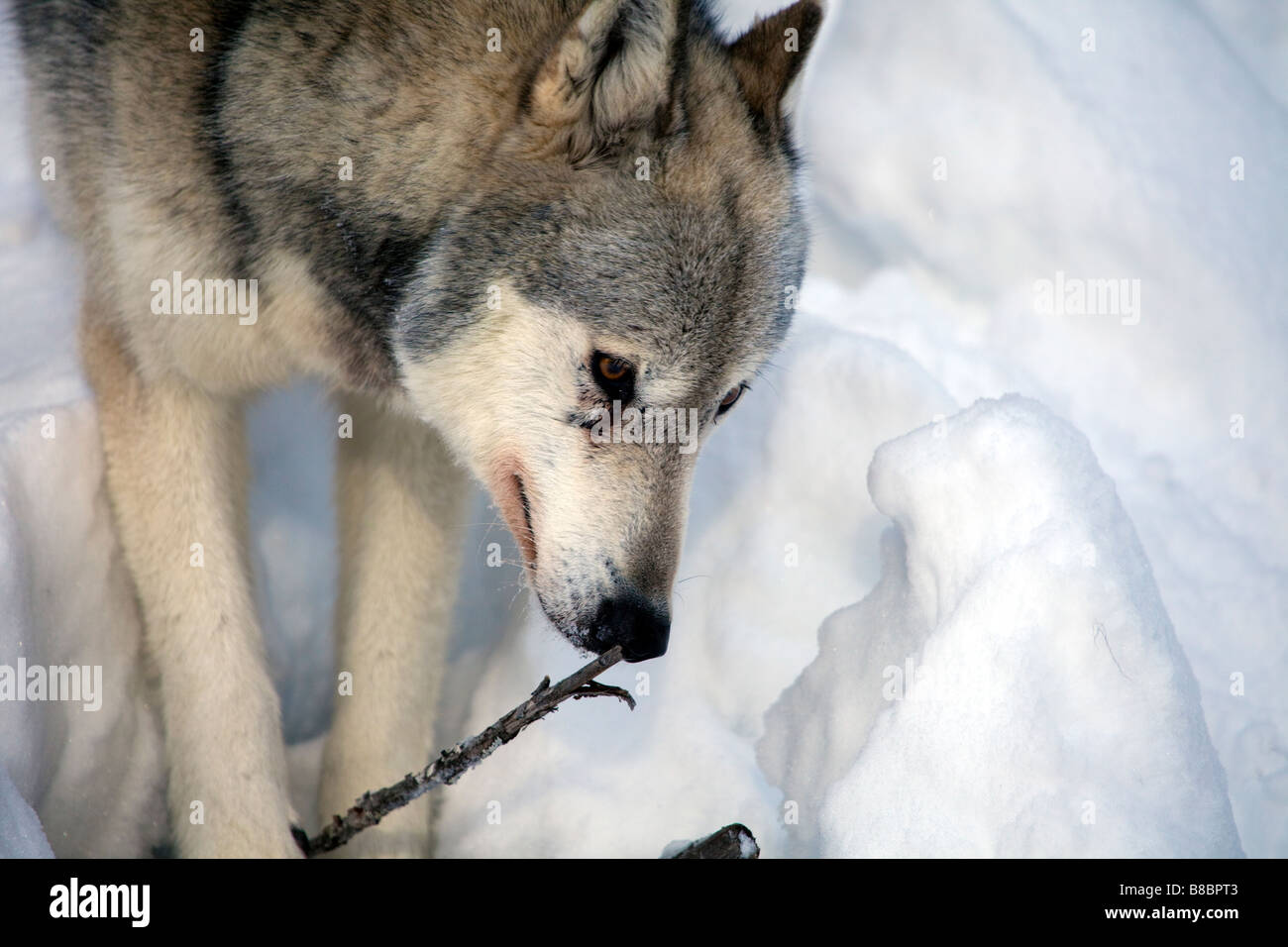 Wolf sniffing hi-res stock photography and images - Alamy