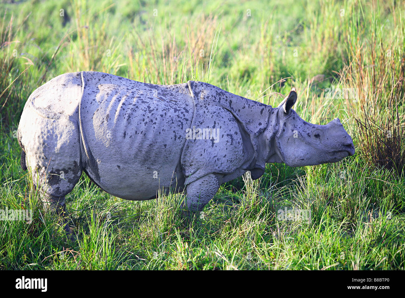 One Horned Indian Rhino, (Rhinoceros unicornis) at Kaziranga National ...
