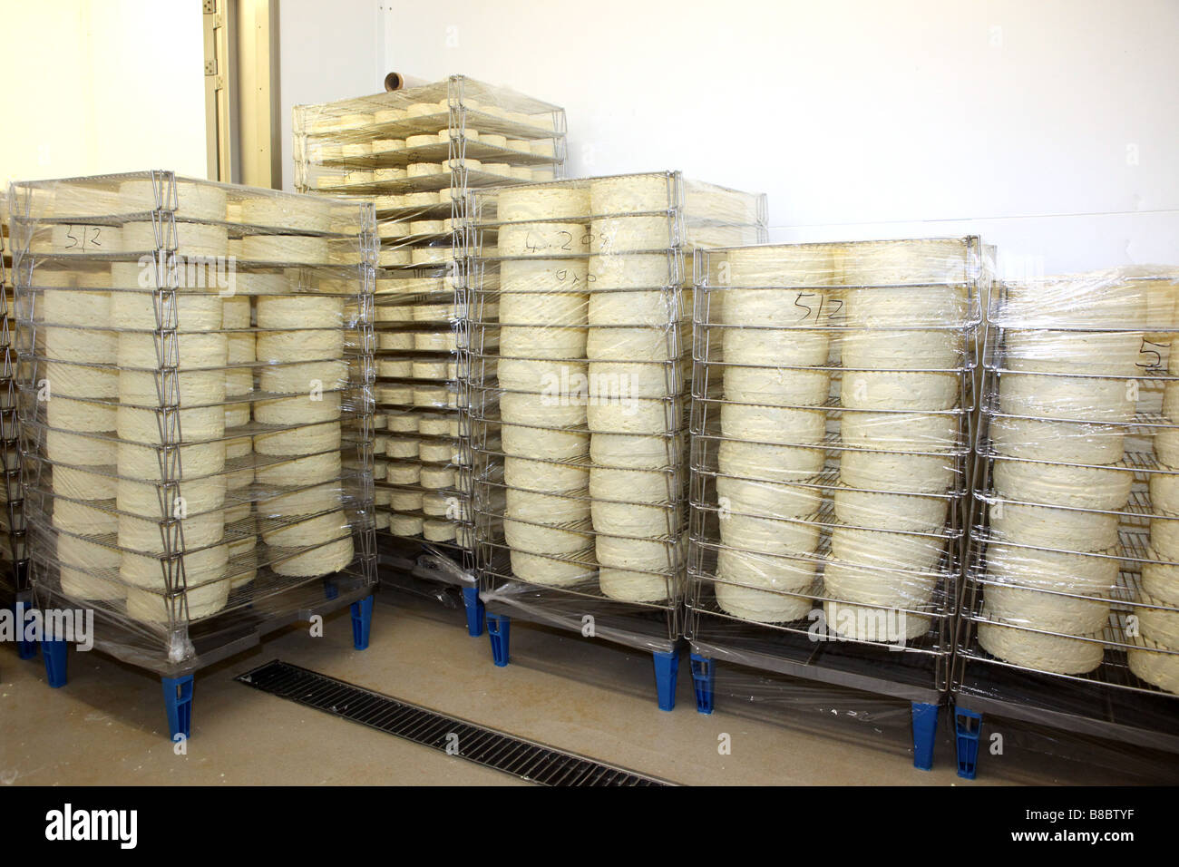 Racks of soft cheese setting curing in a cold room walk in chiller ...