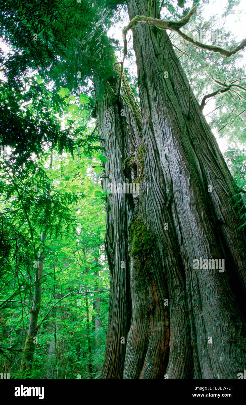 Giant Cedar Tree, Cathedral Grove, British Columbia Stock Photo - Alamy