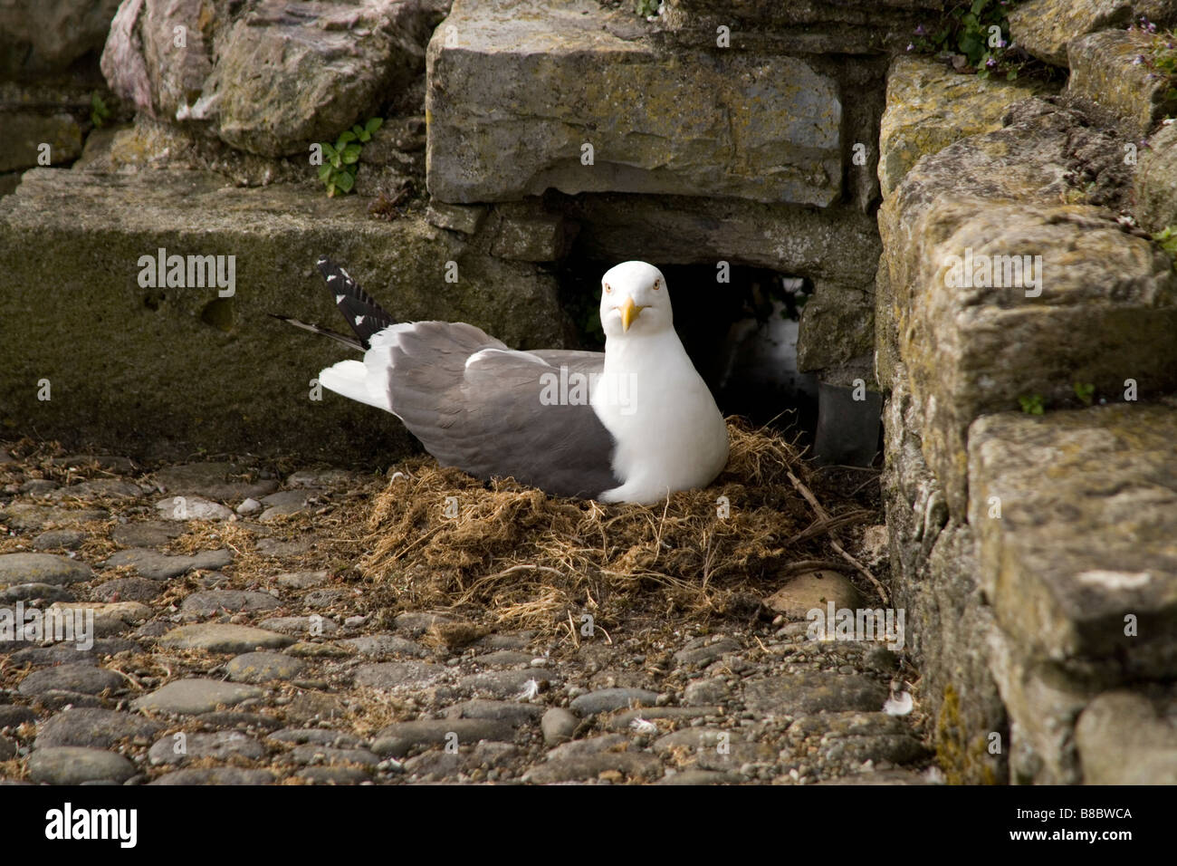 Seagull nesting on the ramparts of Beaumaris Castle, Beamaris, Anglesey ...