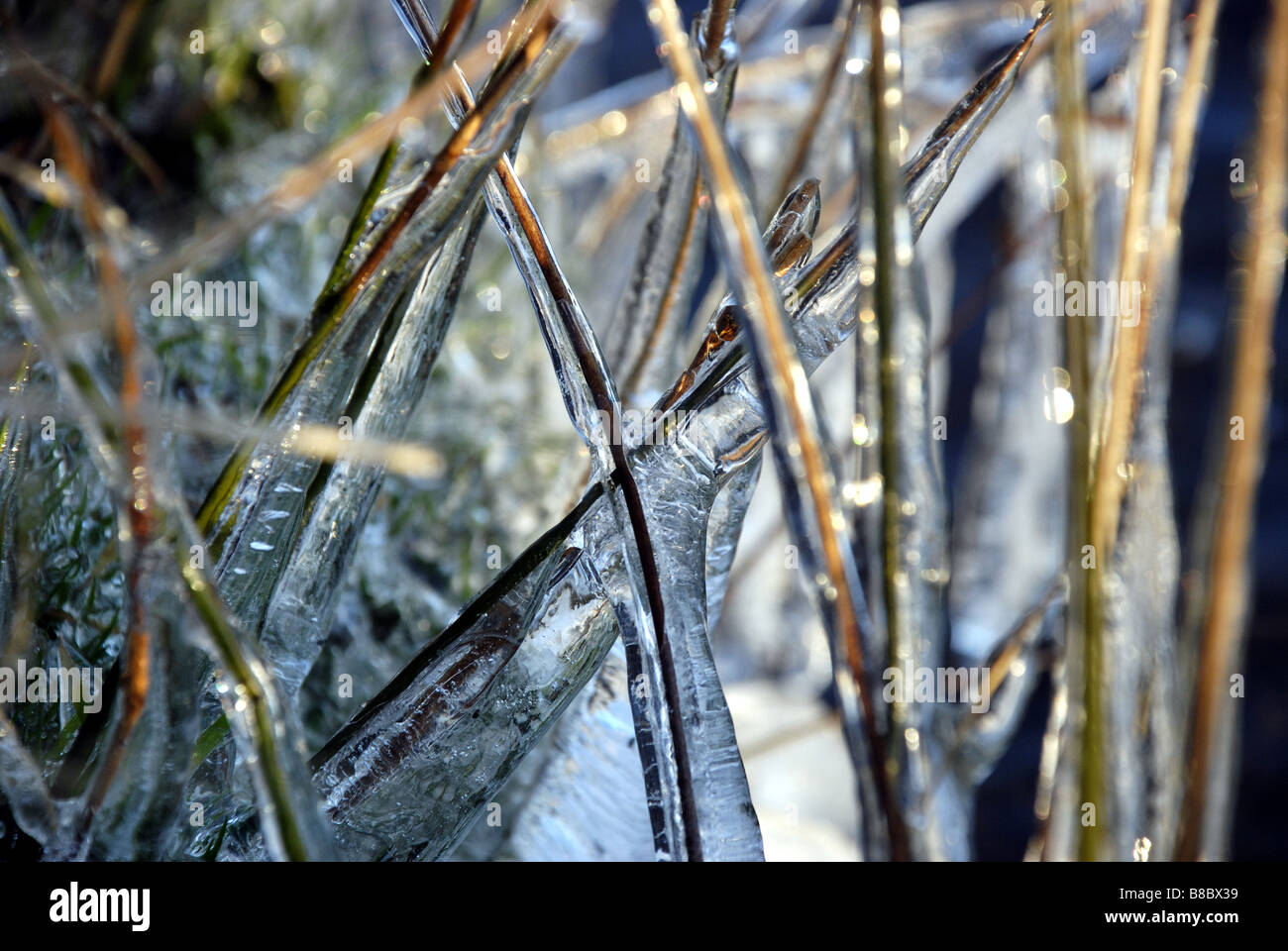 Arctic ice grass hi-res stock photography and images - Alamy