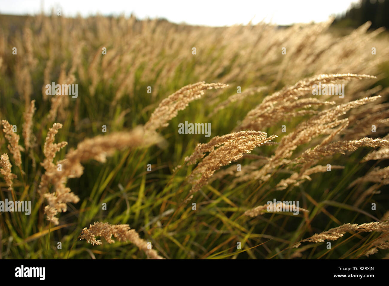 Close up tall grass blowing hi-res stock photography and images - Alamy