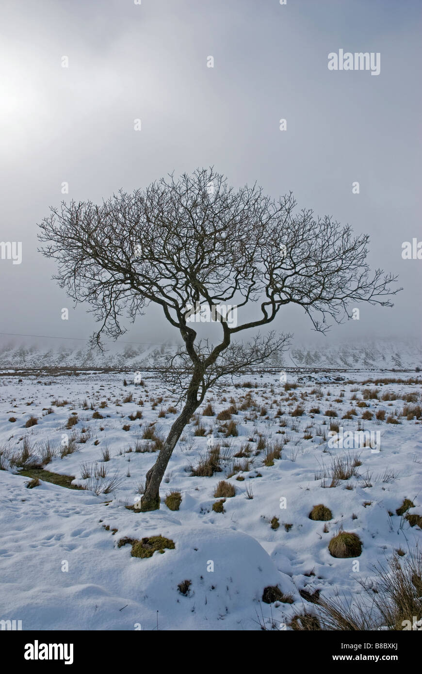 Tree on the Star Bog, Antrim Plateau, Northern Ireland Stock Photo - Alamy