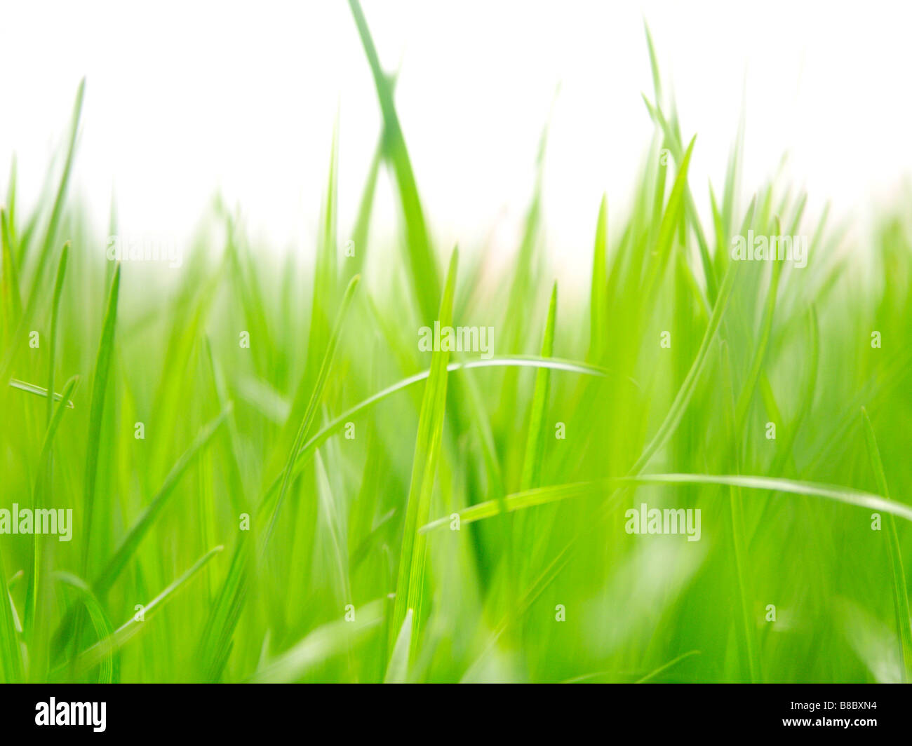 Close Up Grass Stock Photo - Alamy