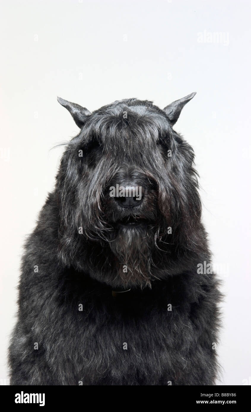 Portrait Bouvier des Flandres Dog Stock Photo - Alamy