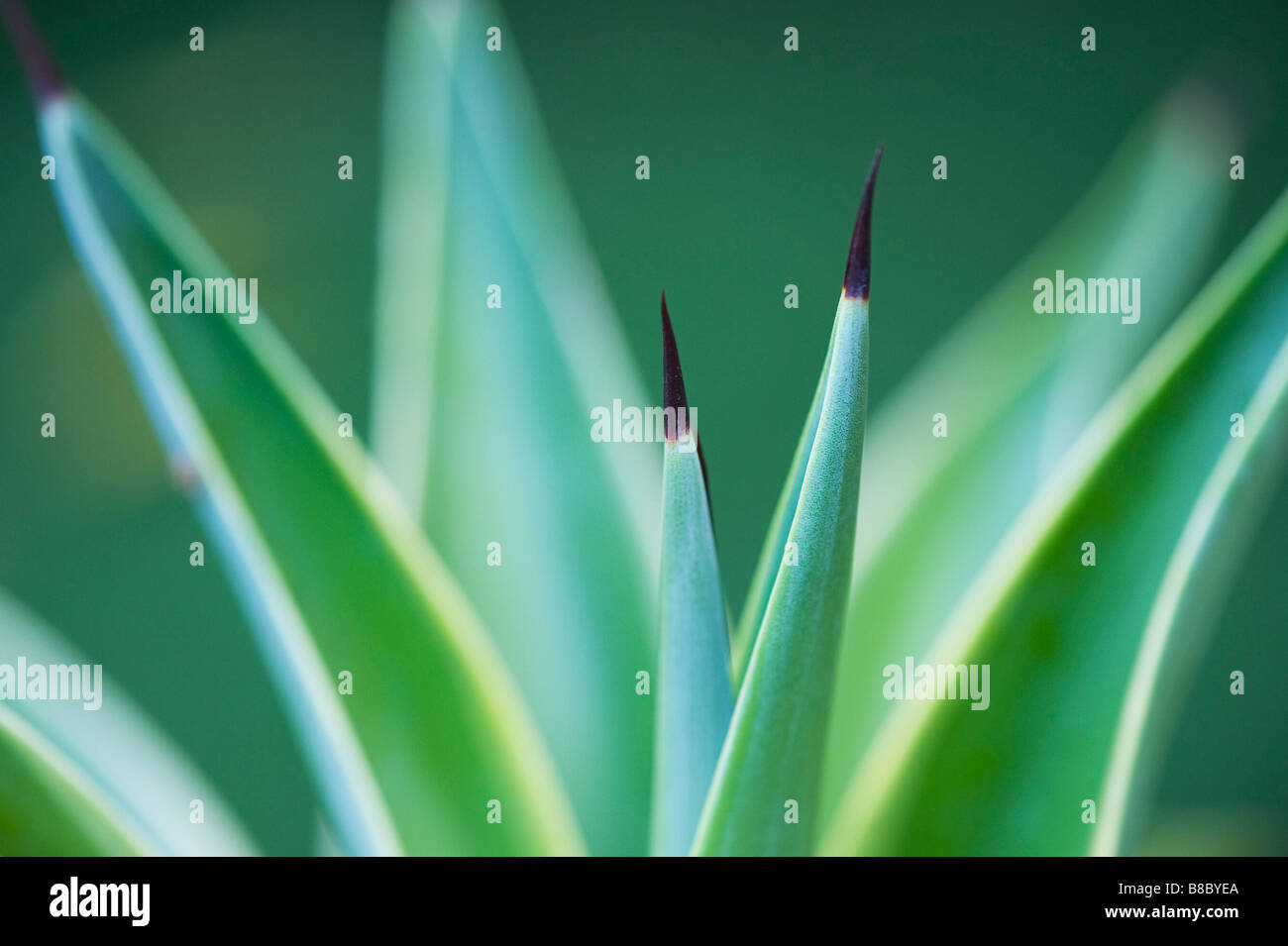 Agave desmettiana. Smooth Agave plant showing small terminal spines ...