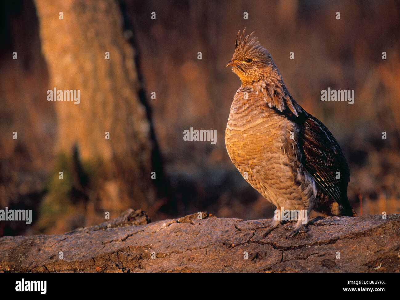 Male grouse drumming hi-res stock photography and images - Alamy